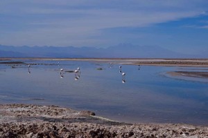 A Tour Of Atacama’s Salt Flats And Altiplanic Lagoons, Chile: 2024 Guide