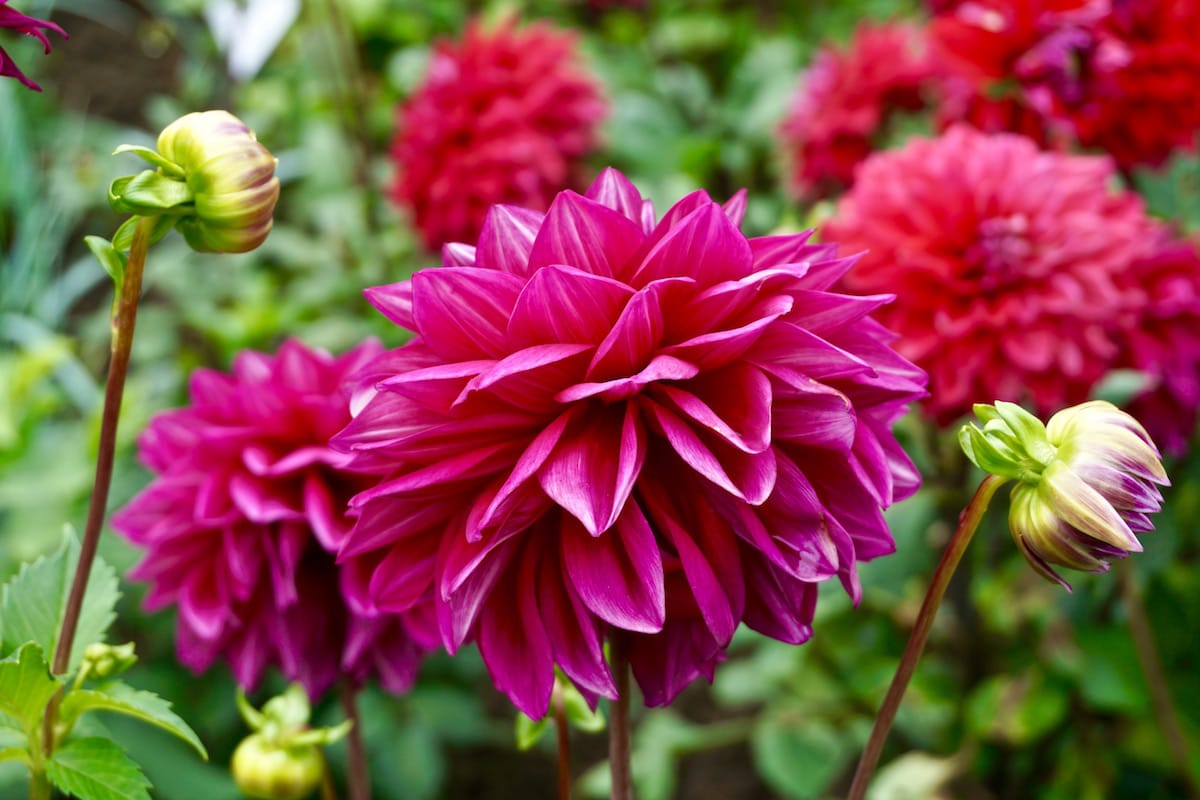 Guide To Visiting IGA Berlin 2017 – The Gardens Of The World