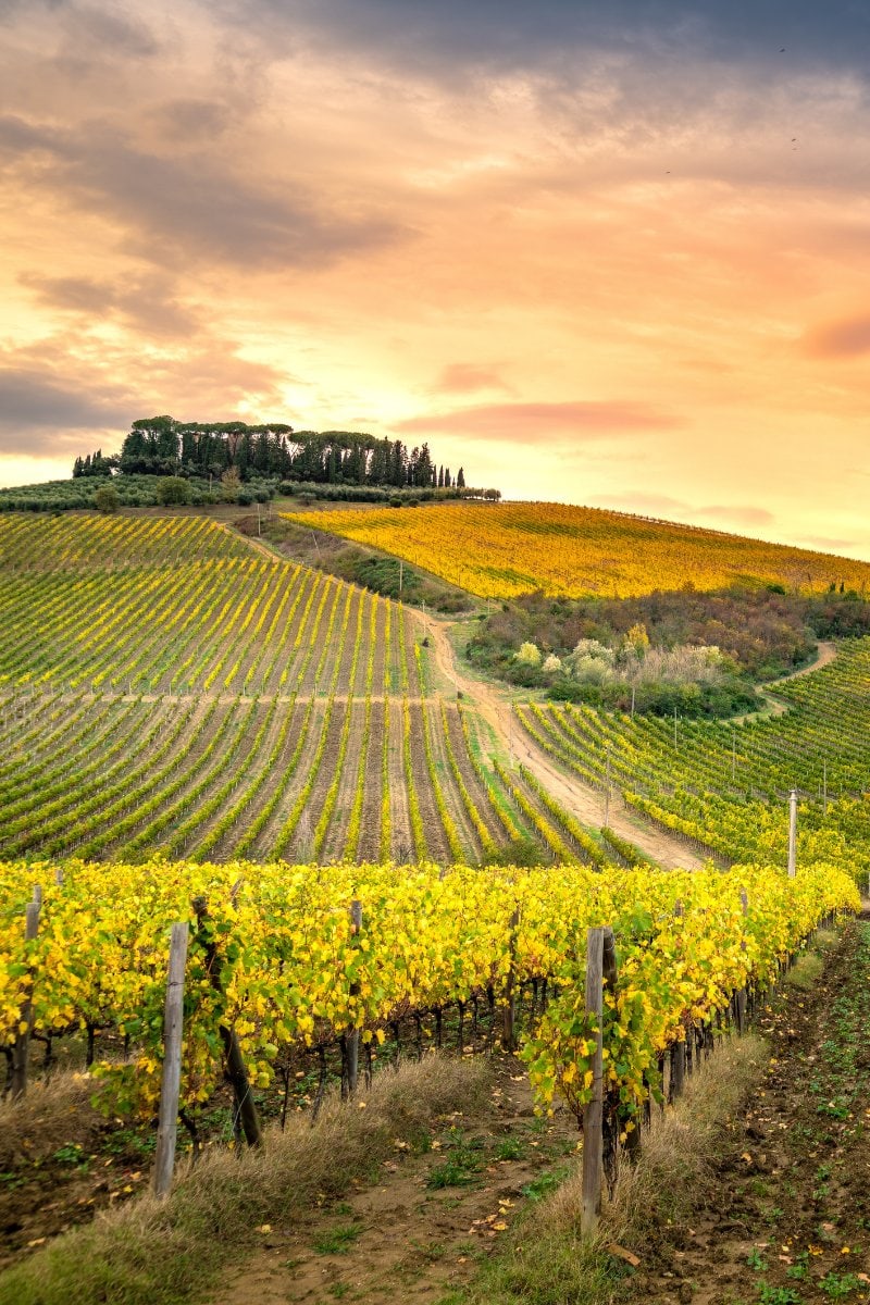 REVIEWED: 13 Best Vineyard Hotels in Tuscany, Italy: 2025 Guide